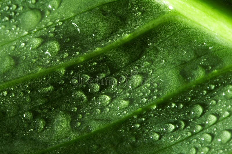 Leaf and drop stock image. Image of green, life, bright - 7366783