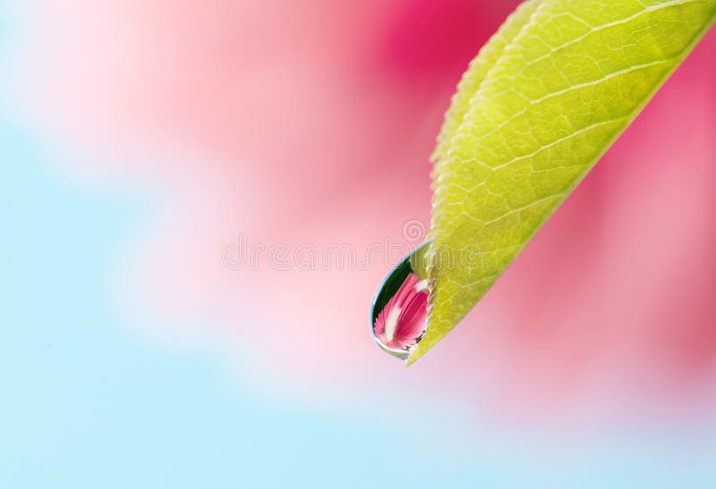 Leaf with drop stock photo. Image of fresh, nature, greenery - 30902690
