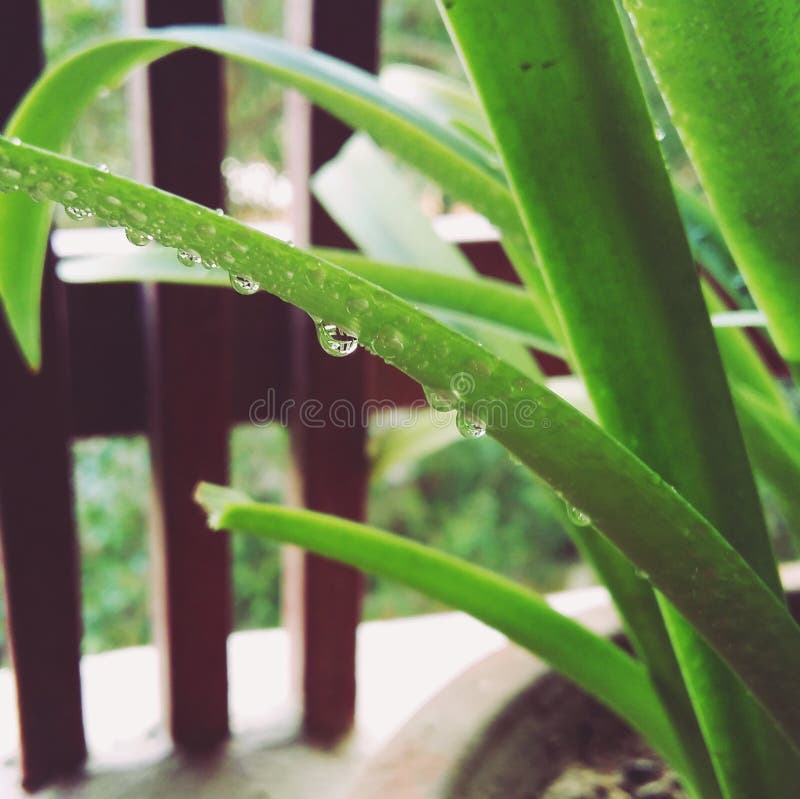 Leaf Drop Macro Photography Stock Photo - Image of ideas, drop: 74133178