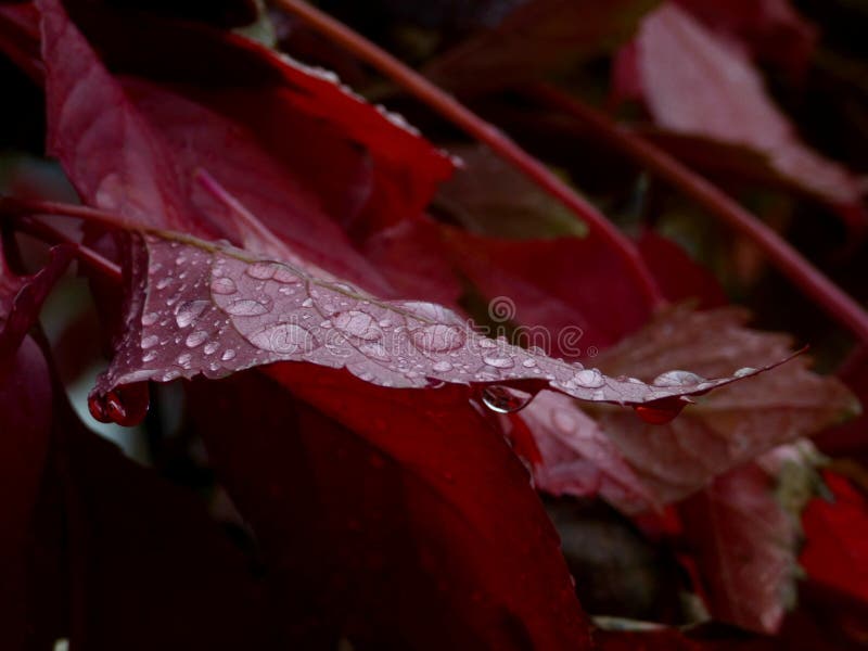 Leaf with drop stock image. Image of plants, create - 106168557