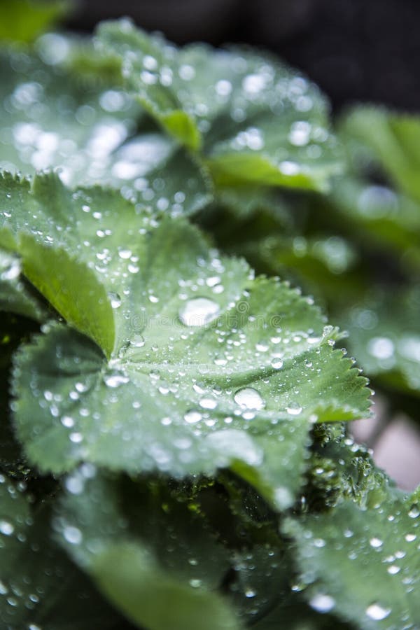 Leaf stock photo. Image of drop, gardener, gardening - 50467318