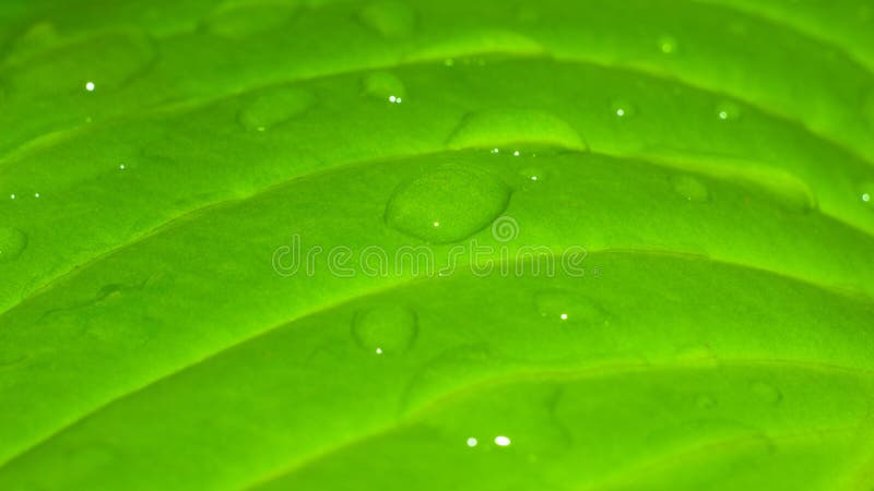 Leaf with a Drop of Water Close Up Stock Image - Image of garden ...
