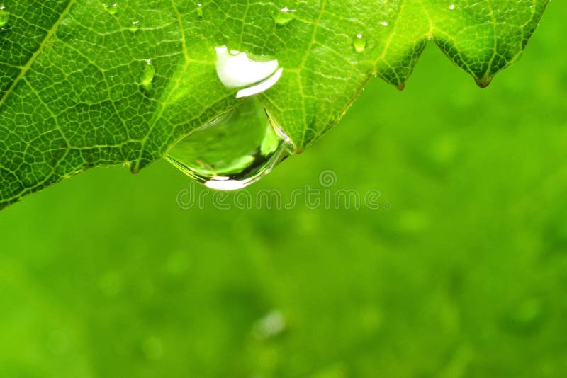 Raindrop Purity stock image. Image of reflect, drop, limpid - 13238045