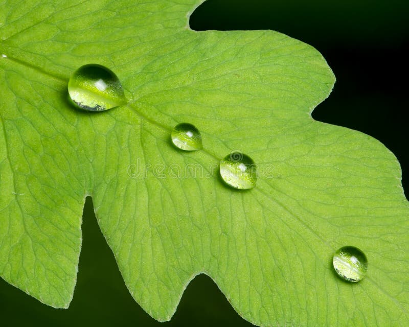 Leaf Droplets stock image. Image of nature, water, leaf - 40271771