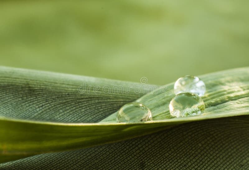 Leaf with drops stock image. Image of beauty, isolated - 29261755
