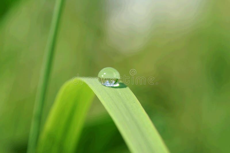 Red Leaf and Drops stock image. Image of delicate, drop - 408019