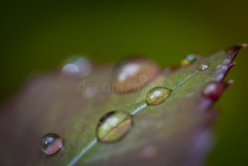 Leaf with drops stock image. Image of leaf, outdoors - 56122281