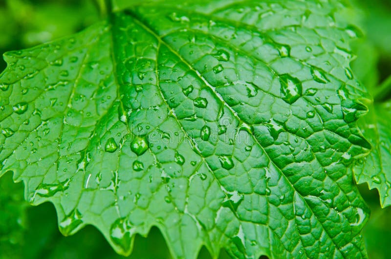 Leaf with drops stock image. Image of summer, environment - 32823103