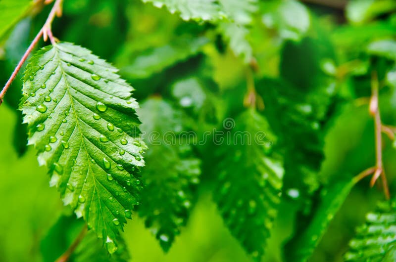 Leaf with drops stock image. Image of rain, leaves, environmental ...