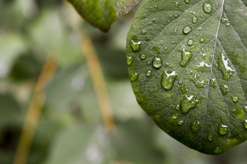 Leaf with drops. stock image. Image of green, leaf, elements - 98507271