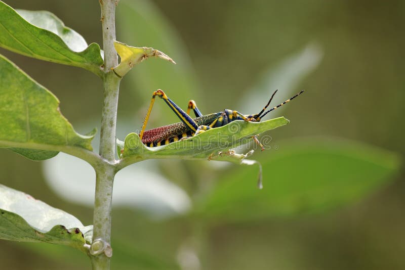 Leaf Eating Giant Asian Grass Hopper Stock Image - Image of insect ...