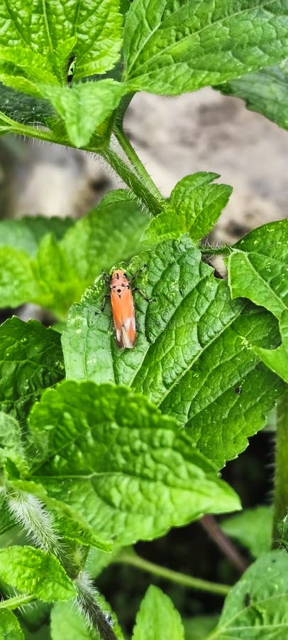 Leaf-eating Insect Feeding on a Leaf. Stock Photo - Image of wildflower ...