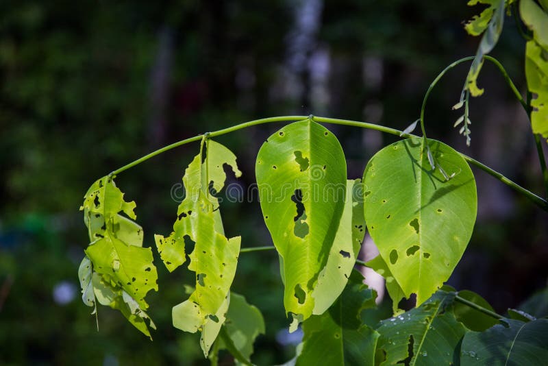 Leaf-eating insects stock image. Image of forest, caterpillar - 41325265