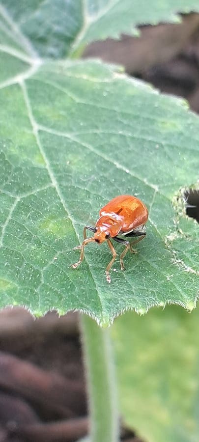 Leaf-eating Insects and are Plant Pests Stock Image - Image of plant ...
