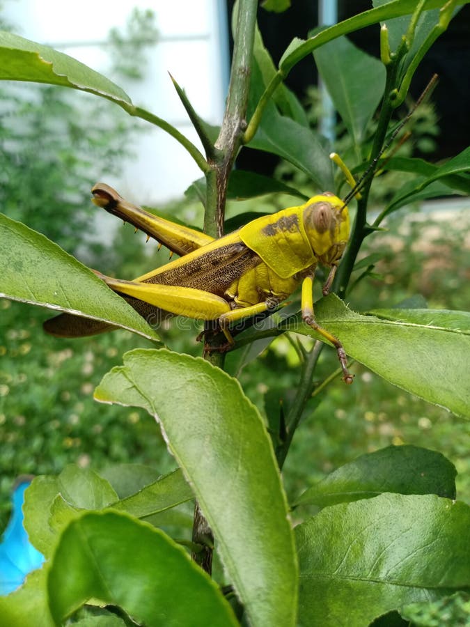 Leaf-eating Locusts are Yellowish-green Stock Photo - Image of branch ...