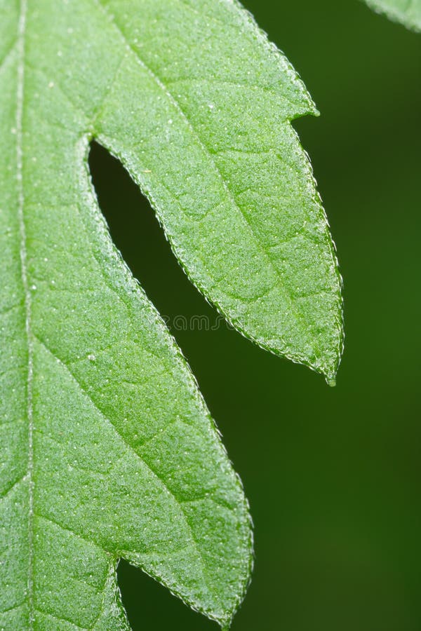 Vertical green leaf edge stock photo. Image of leaves - 2937032