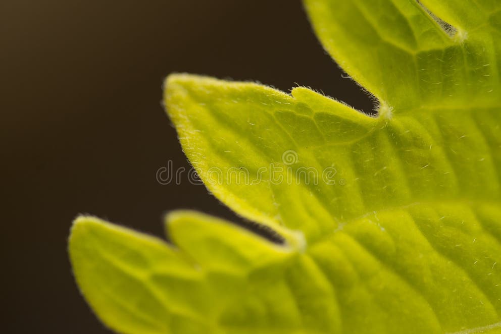 Leaf Edge stock image. Image of edge, leaf, nature, patterned - 142227323