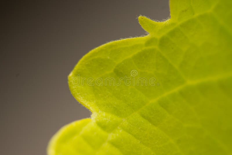 Leaf edge macro stock photo. Image of closeup, lines - 142227270