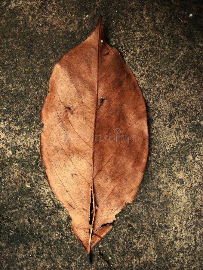 Leaf on the Edge of Sidewalk Stock Image - Image of life, geology ...