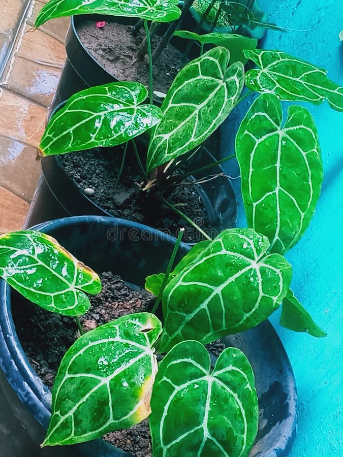 Leaf Elephant Ears on the Terrace Stock Image - Image of land, garden ...