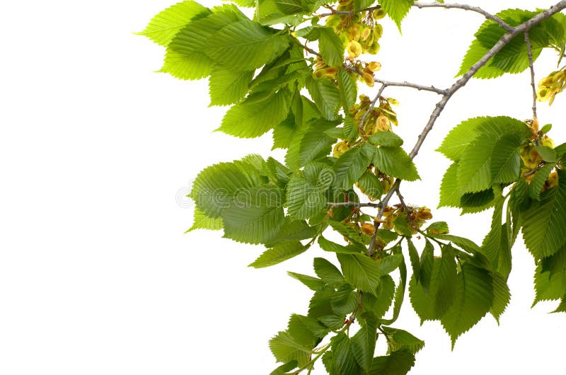 Leaf Elm Tree in the Forest Stock Photo - Image of design, beauty: 91991576