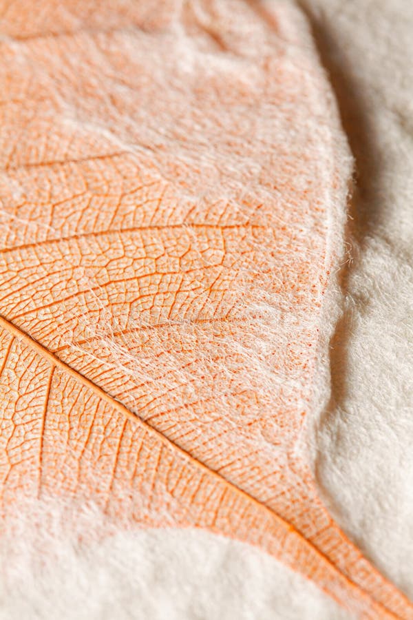 Leaf Embedded in Handmade Paper Stock Photo - Image of embed, fiber ...