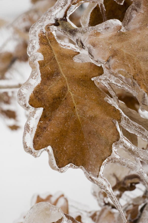 Leaf encased in ice stock image. Image of leaf, frosty - 140049675