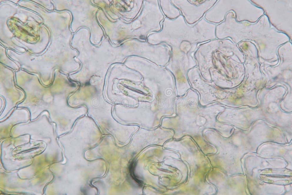 Leaf Epidermis Stomata Under Microscope. Stock Image - Image of biology ...