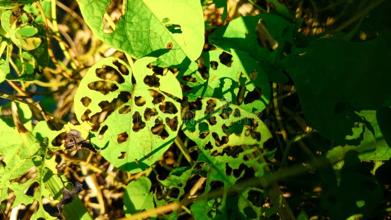 Leaf Erosion the Beauty of Natural Decay Stock Photo - Image of textured, ornate: 332558068