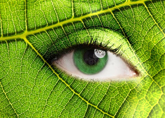 Leaf eye stock image. Image of person, human, pattern - 26831029