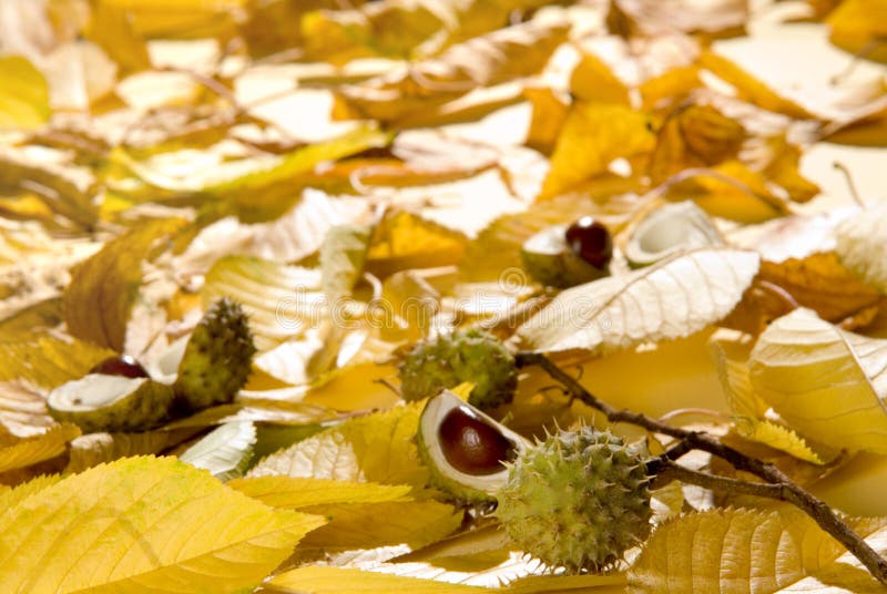 Leaf fall stock photo. Image of fall, leafage, leaf, garden - 17684992