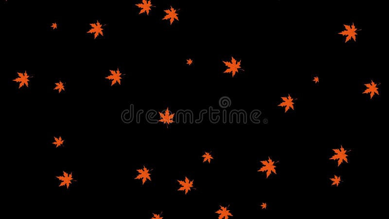 Autumn Maple Leaf Transition Falling on Transparent Background Stock ...