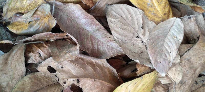 Leaf Fall Autumn Dried Leaves Garbage Stock Photo - Image of leaf, fall ...