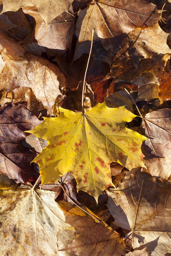 Leaf Fall in Autumn and on Maple Trees Stock Photo - Image of define ...