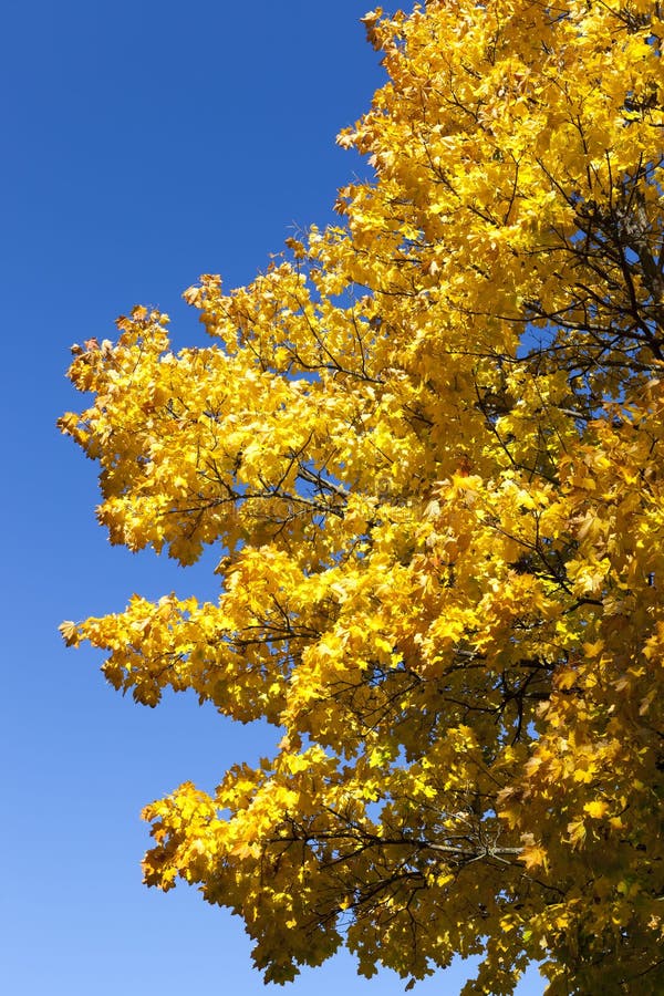 Leaf Fall in Autumn and on Maple Trees Stock Image - Image of park ...