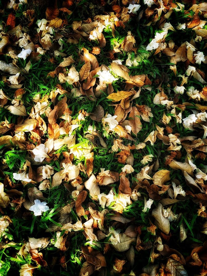 Leaf fall down stock photo. Image of green, soil, sunlight - 202352164