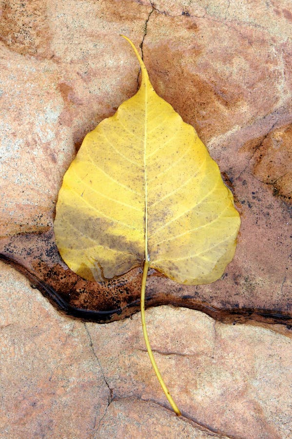 Leaf Fall on Granite Stone Ground Texture Background Stock Photo ...