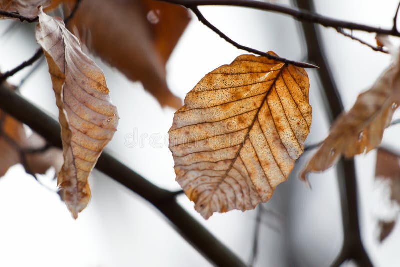 Leaf in Fall stock photo. Image of tree, overcast, leaf - 179066852