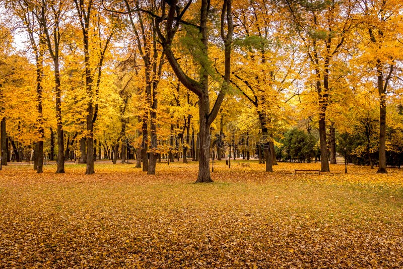 Leaf Fall in the Park in Autumn with Maples Stock Image - Image of colorful, brown: 187431887