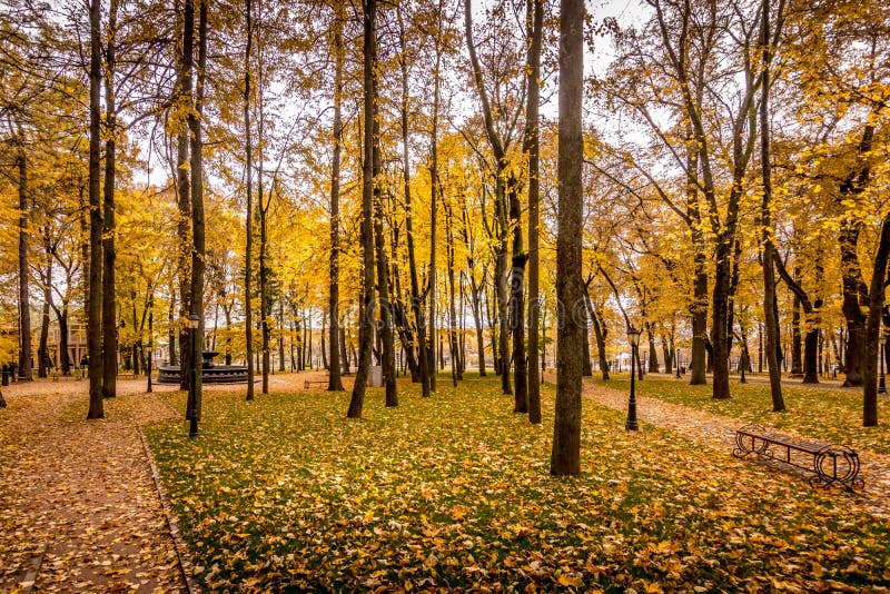 Leaf Fall in the Park in Autumn with Maples Stock Image - Image of ...