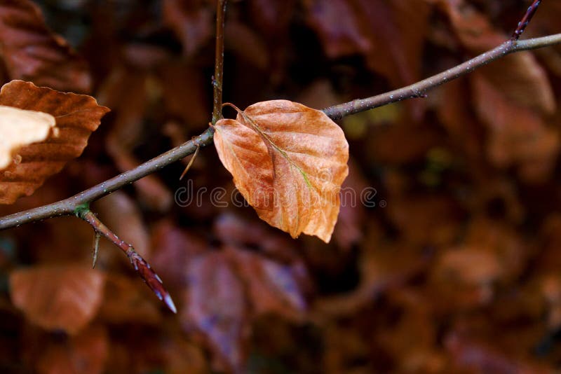 Fall leaf on a branch stock photo. Image of november - 104779302