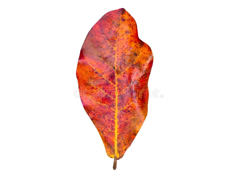 Leaf Fall from the Tree,Red Dry Leaves Big Nature is Wilted,White ...
