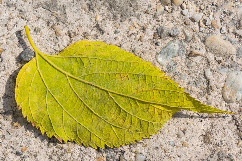 A Leaf Fallen on the Ground at the Beginning of Autumn Stock Image ...