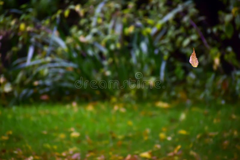 Leaf Falling Down in Autumn Season Stock Photo - Image of leaf, autumn ...