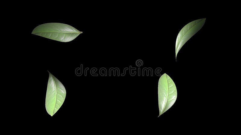 Leaf Falling and Rotating Green on Alpha Channel Stock Video - Video of ...