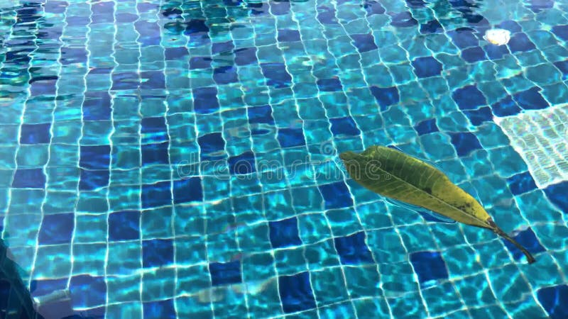 Leaf Falling in the Swimming Pool Stock Video - Video of leaf, falling ...
