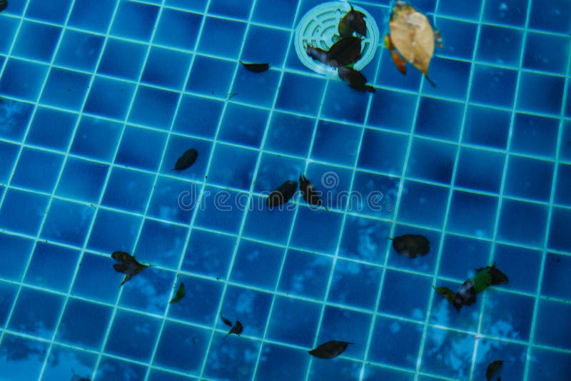 Leaf Falling in the Swimming Pool Stock Image - Image of clear, pool ...