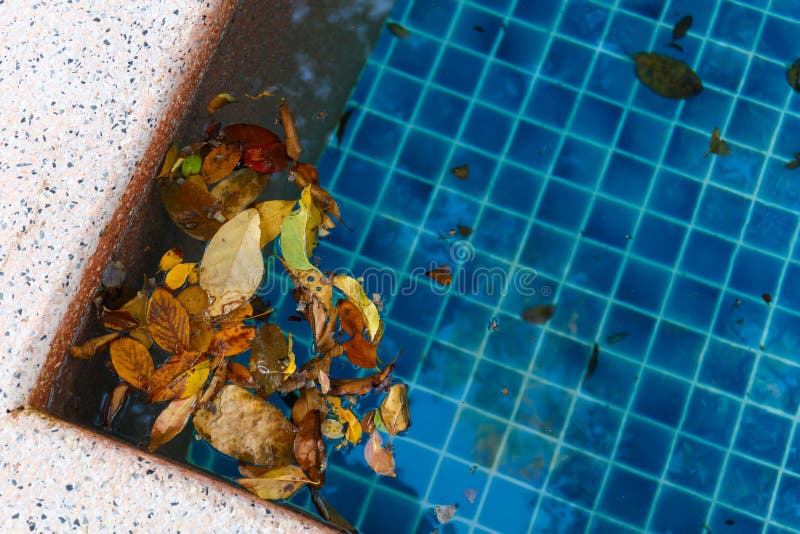 Leaf Falling in the Swimming Pool Stock Photo - Image of texture, leaf ...