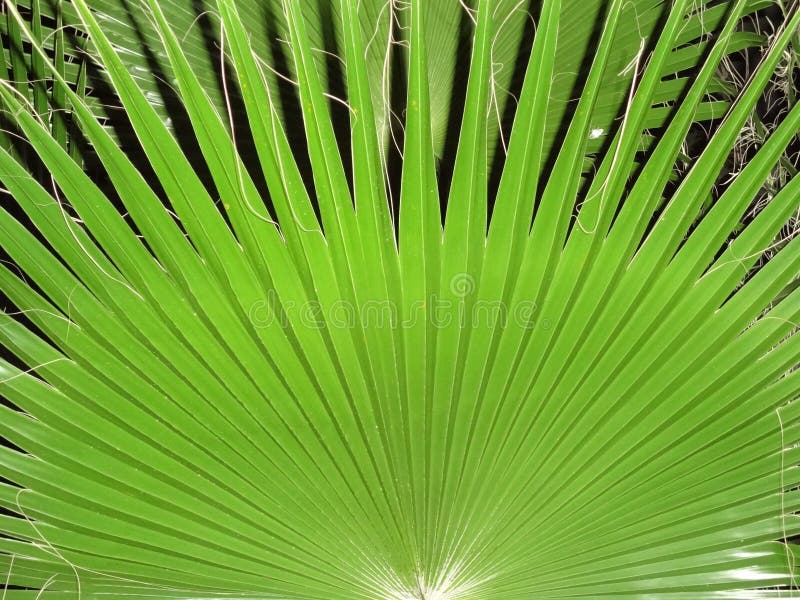 Leaf fan palm stock image. Image of sheet, flora, green - 37106991
