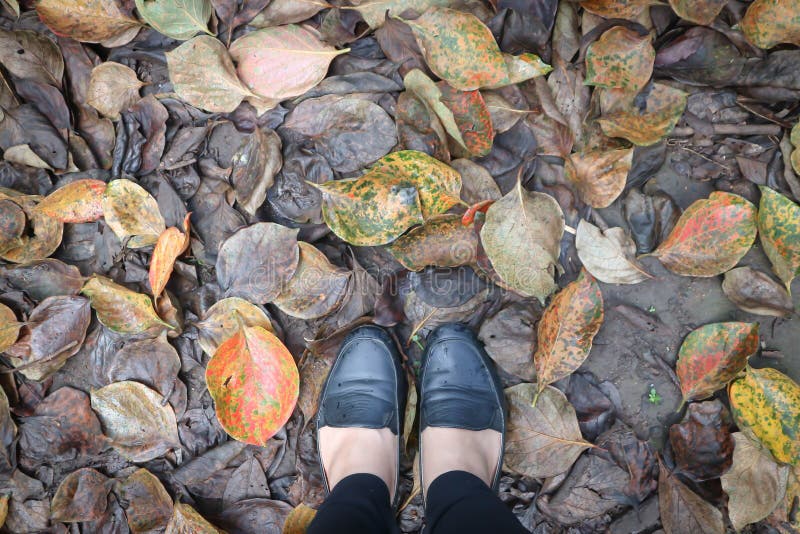 Leaf or Feet and Fall Leaves Stock Image - Image of feet, yellow: 132746901